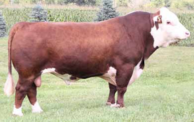 Hereford Sires | VPC